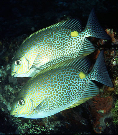 Yellow Blotch Rabbitfish (Siganus guttatus) - The Free Freshwater and ...
