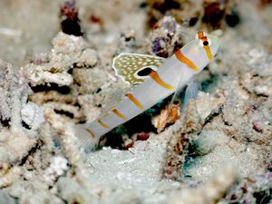 Randall's Goby (Amblyeleotris randalli) - The Free Freshwater and ...
