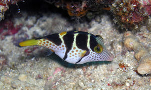 Valentini Pufferfish (Canthigaster valentini) - The Free Freshwater and ...