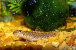 Batik Loach (Mesonoemacheilus triangularis) - The Free Freshwater and ...