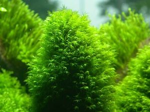 Phoenix Moss (Fissidens fontanus) - The Free Freshwater and Saltwater ...