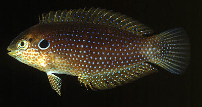 Black Leopard Wrasse (Macropharyngodon kuiteri) - The Free Freshwater ...