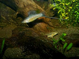 Montezuma Swordtail (Xiphophorus montizumae) - The Free Freshwater and ...