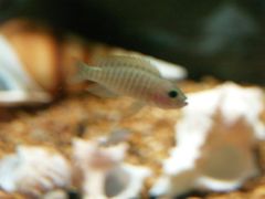Multies (Neolamprologus multifasciatus) - The Free Freshwater and ...