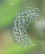 Ramshorn Snail (Gyraulus sp.) - The Free Freshwater and Saltwater ...