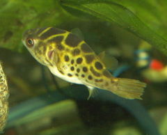 Ceylon Puffer (Dichotomyctere fluviatilis) - The Free Freshwater and ...
