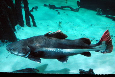 Red Tailed Catfish (Phractocephalus hemioliopterus) - The Free ...