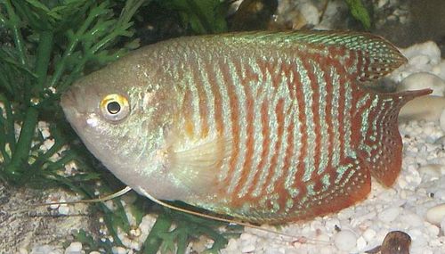 Anabantoid - The Free Freshwater and Saltwater Aquarium Encyclopedia ...