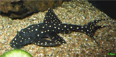 Adonis Pleco (Acanthicus adonis) - The Free Freshwater and Saltwater ...