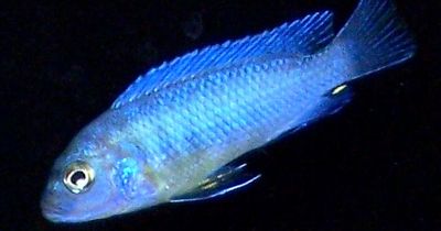 Powder Blue Cichlid (Pseudotropheus socolofi) - The Free Freshwater and ...
