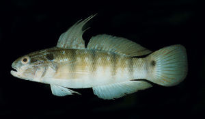 Butterfly Goby (Amblygobius albimaculatus) - The Free Freshwater and ...
