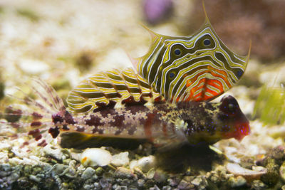 Scooter Blenny (Synchiropus ocellatus) - The Free Freshwater and ...